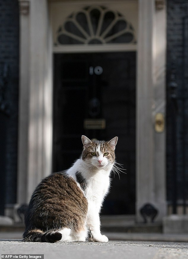Larry the Cat: 15 Years of Chief Mouser Dominance at No. 10 - batampena.com