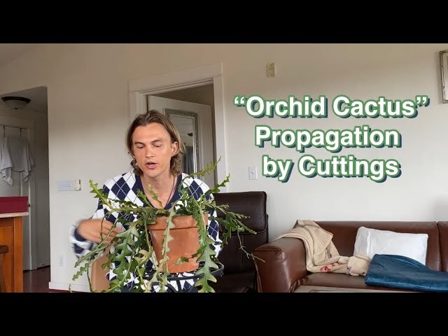 Fishbone orchid cactus (Cryptocereus anthonyanus & Epiphyllum spp ...