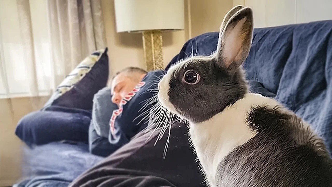 Grandpa refused to have pets - until this rabbit melted his heart