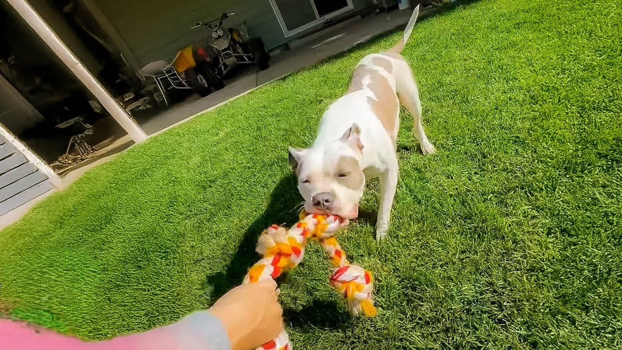 Pit bull becomes a little boy’s second mom - and steals hearts everywhere
