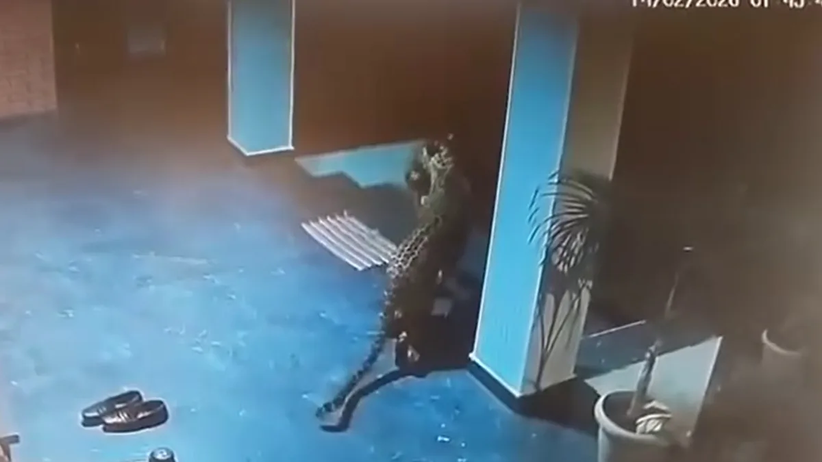 Watch | Leopard enters Nashik home, attacks pet cat; CCTV captures incident