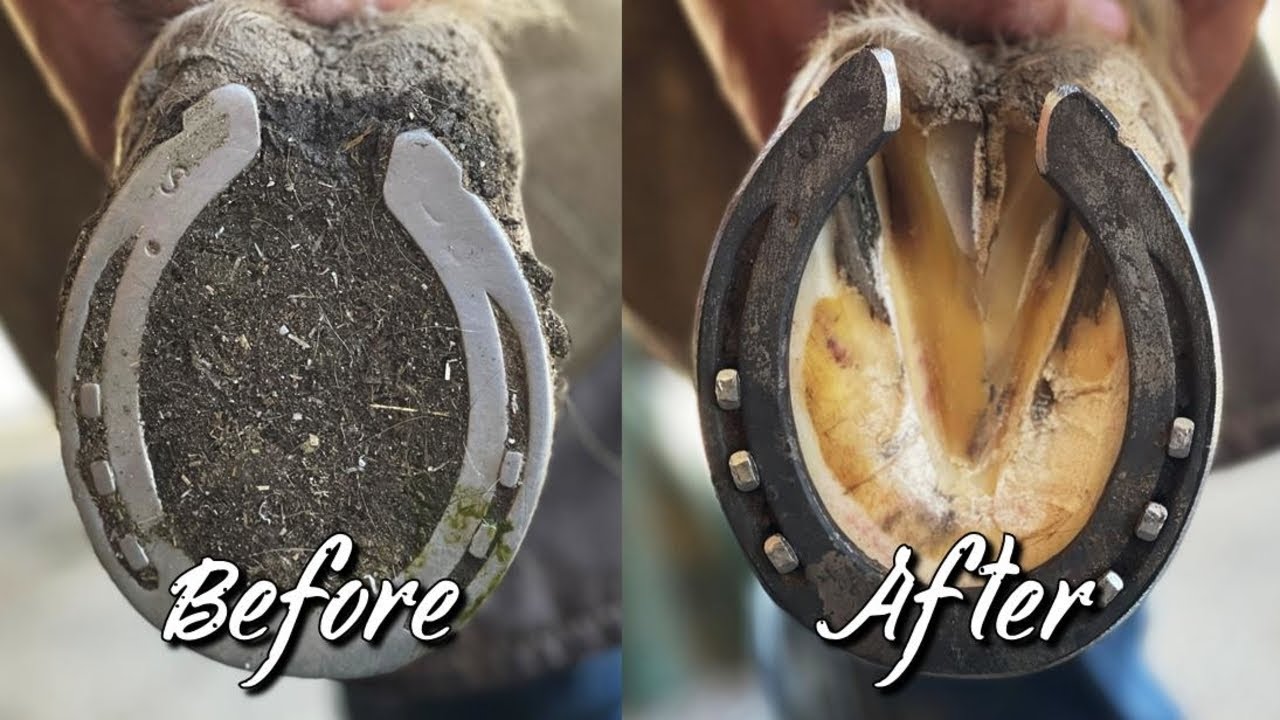 You’ve never heard hind hoof ASMR like this