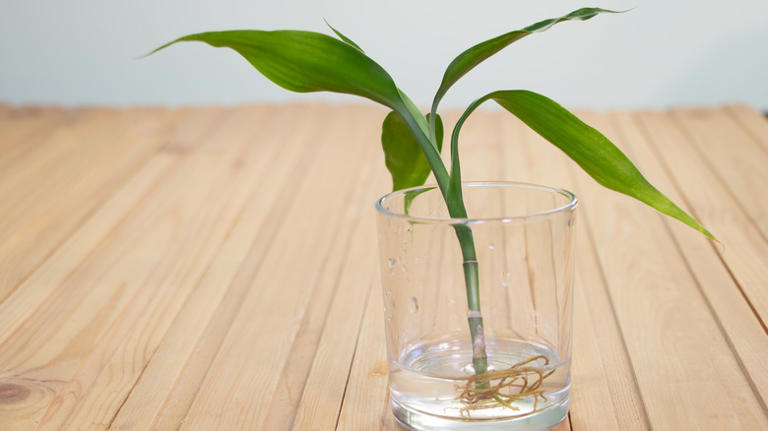 Add more lucky bamboo plants to your garden with these easy propagation ...