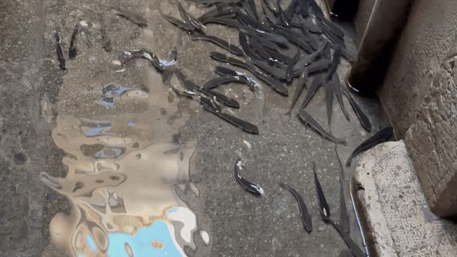 Fish found swimming on Venice street during high tide