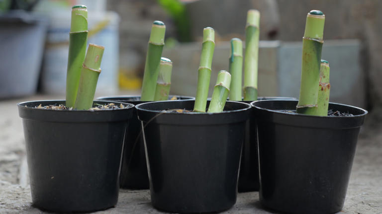 Add more lucky bamboo plants to your garden with these easy propagation ...