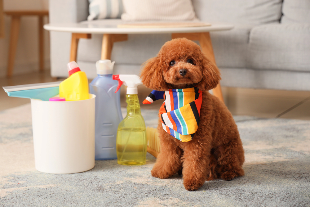 22 dog-proofing hacks for a cleaner home