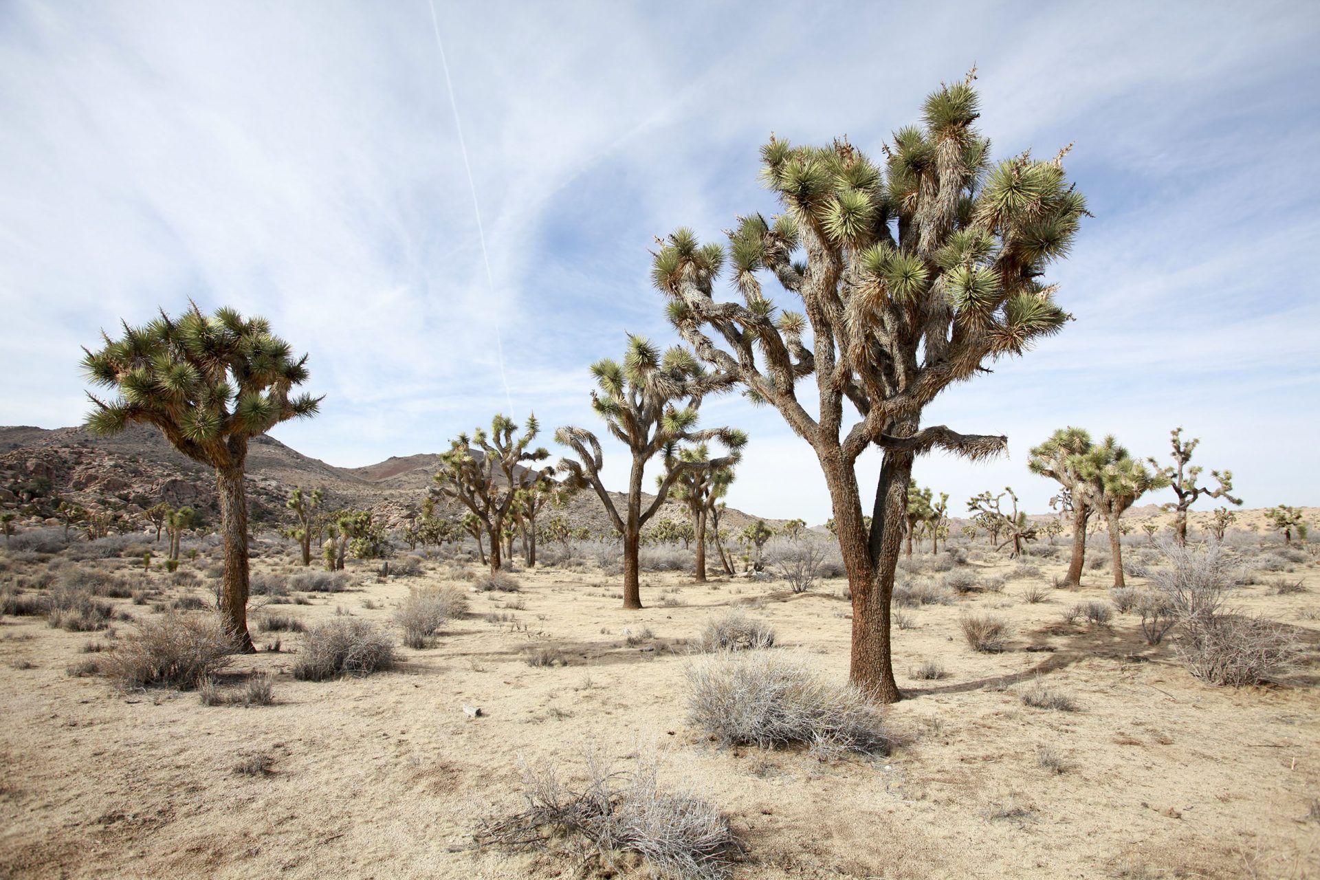The iconic Joshua trees could face extinction due to climate change