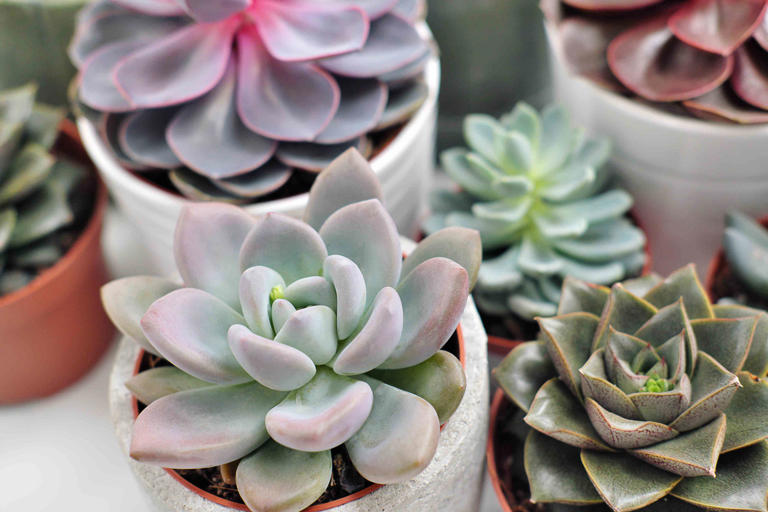 How often to water succulents—and the right way to do it