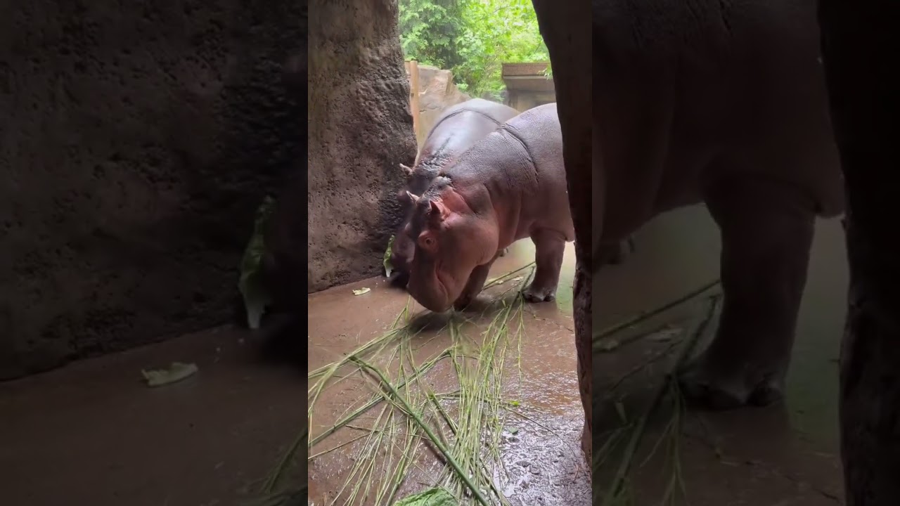Watch hungry hippos snacking inside a cool dark cave
