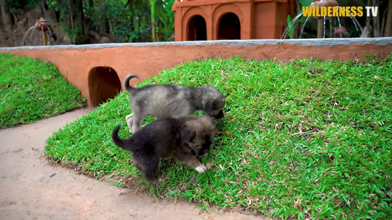 How a DIY dream dog house turned into a full-on puppy mansion