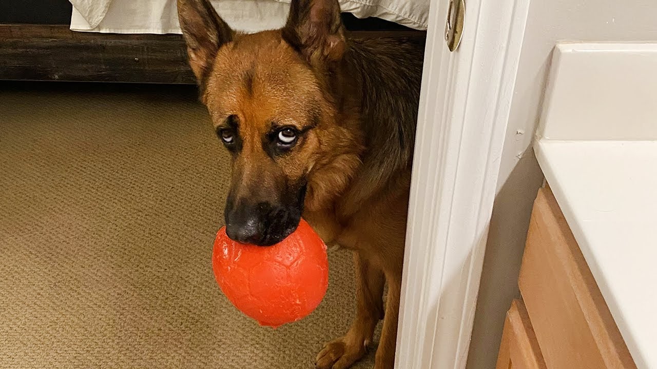 Dogs are natural-born comedians in the funniest animal videos