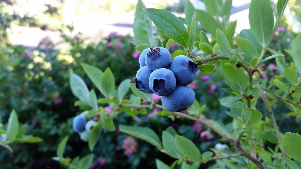 10 reasons why you should prune your berry bushes