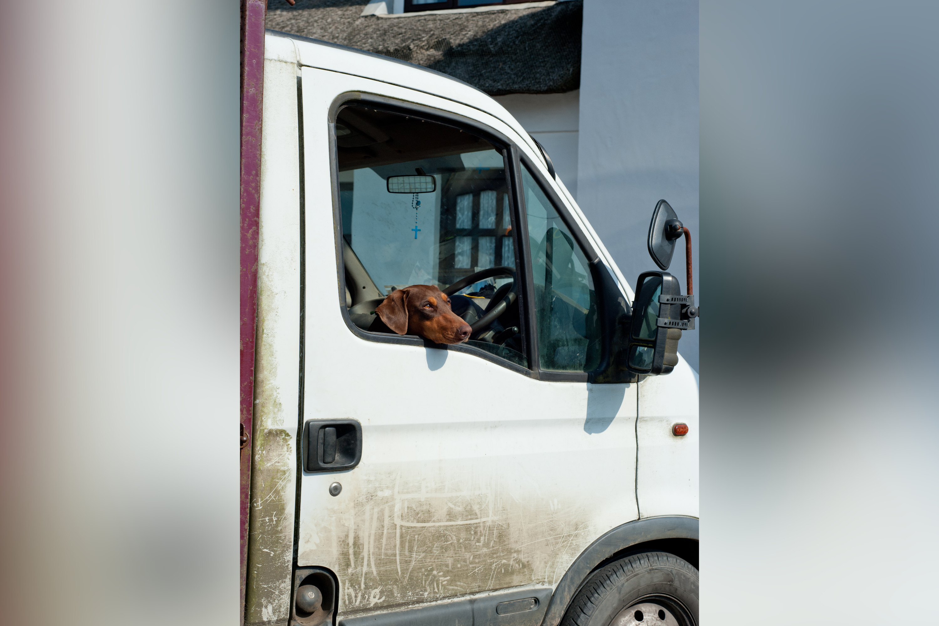 Man adopts killer guard dog to protect van, then has realization