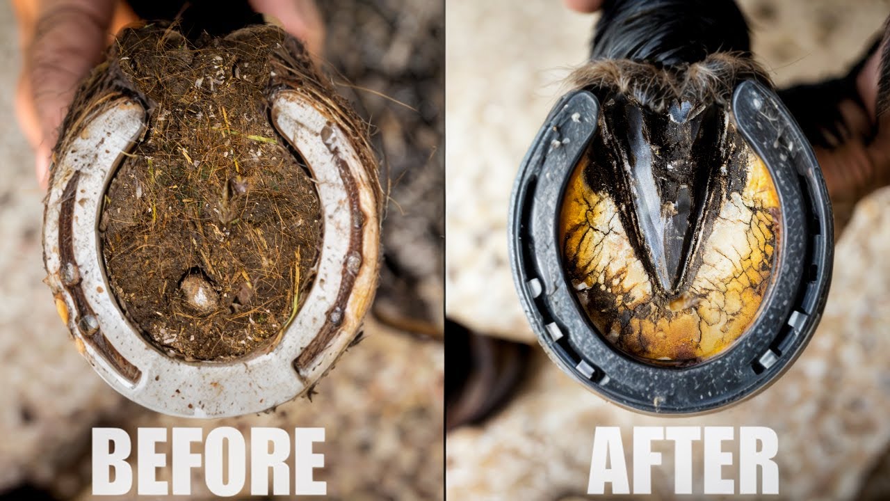 You can't look away from this satisfying horse hoof care