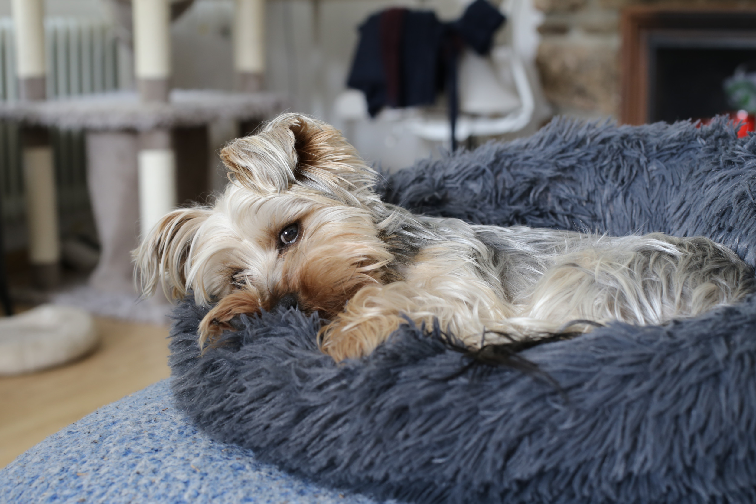 Owner worried as dog’s anxiety worsens—but there’s a solution