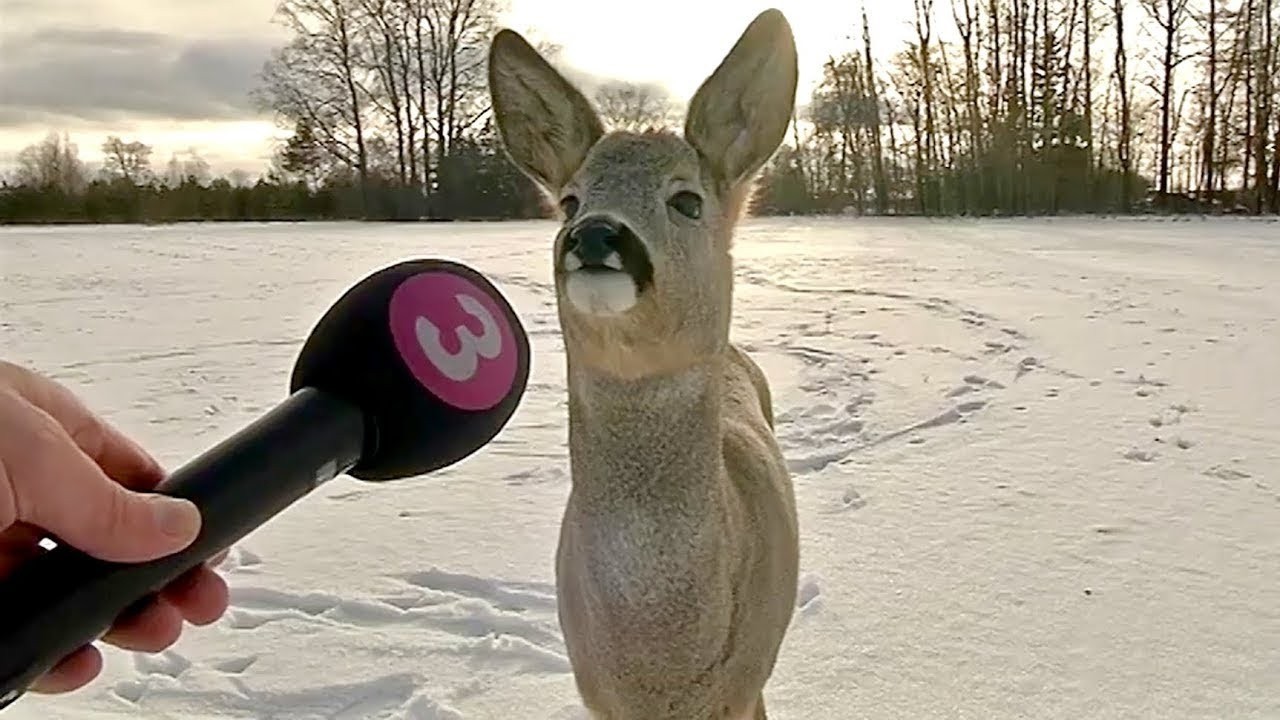 Animal live TV fails and news bloopers you can't unsee