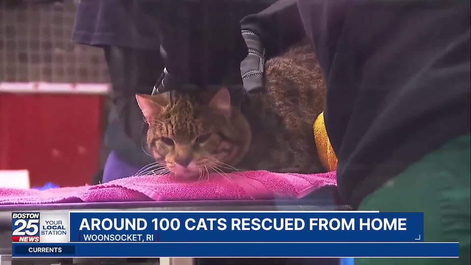 100 cats rescued from home in Woonsocket, Rhode Island
