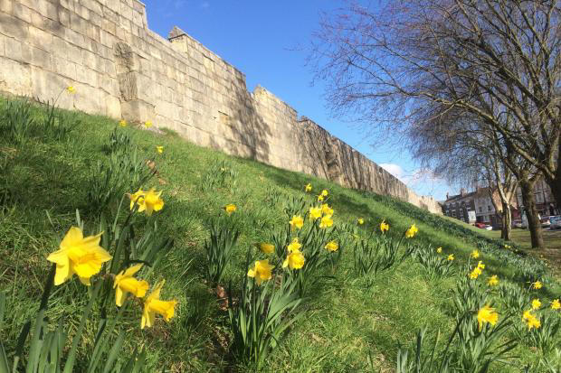 Hunt for rare 'pink daffodil' with family ties to York