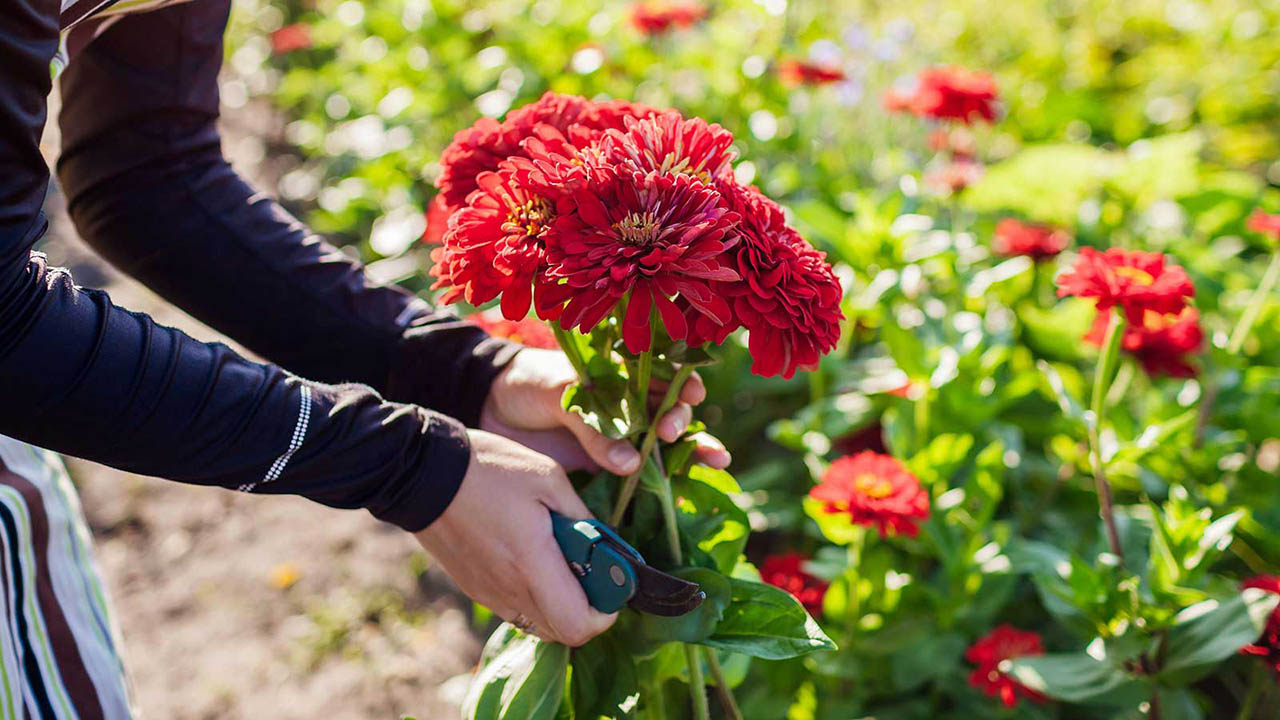 9 perfect flowers from your cutting garden for filling vases with ...
