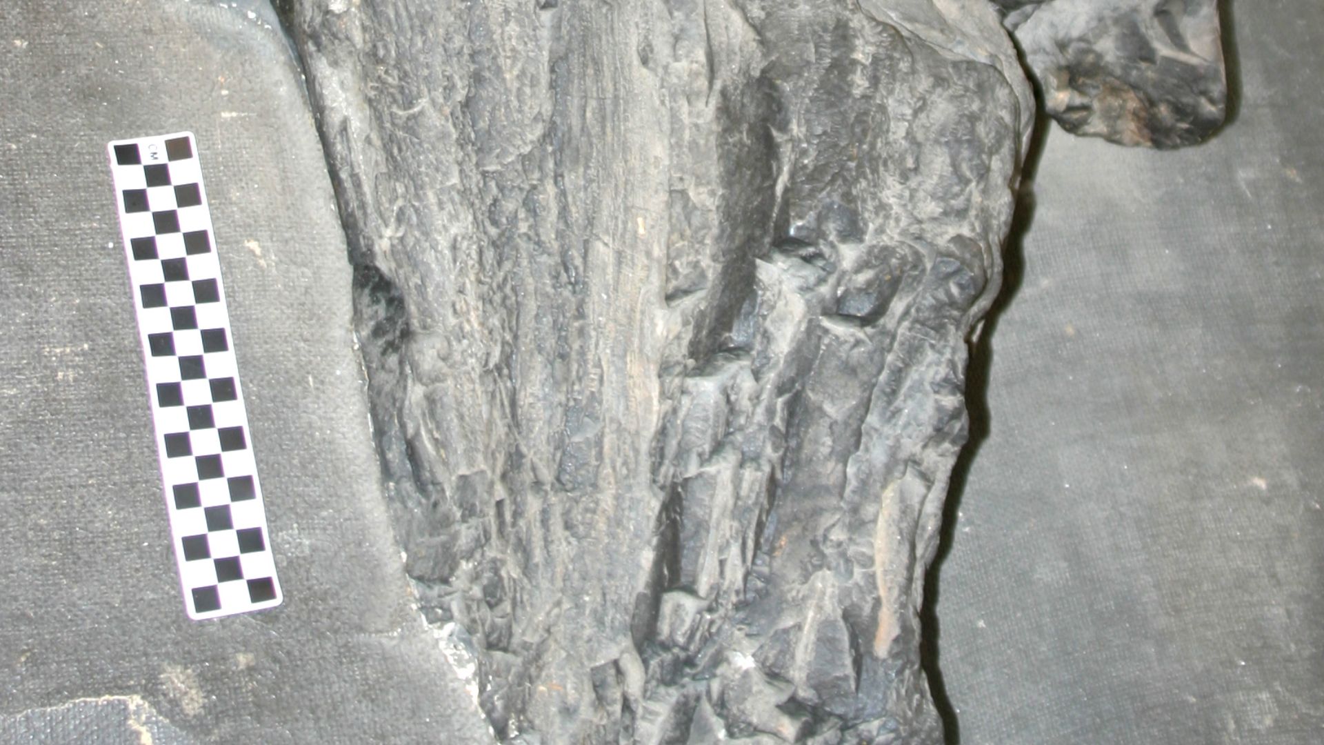 Geologists discovered a towering 26-foot life form that once forested ...