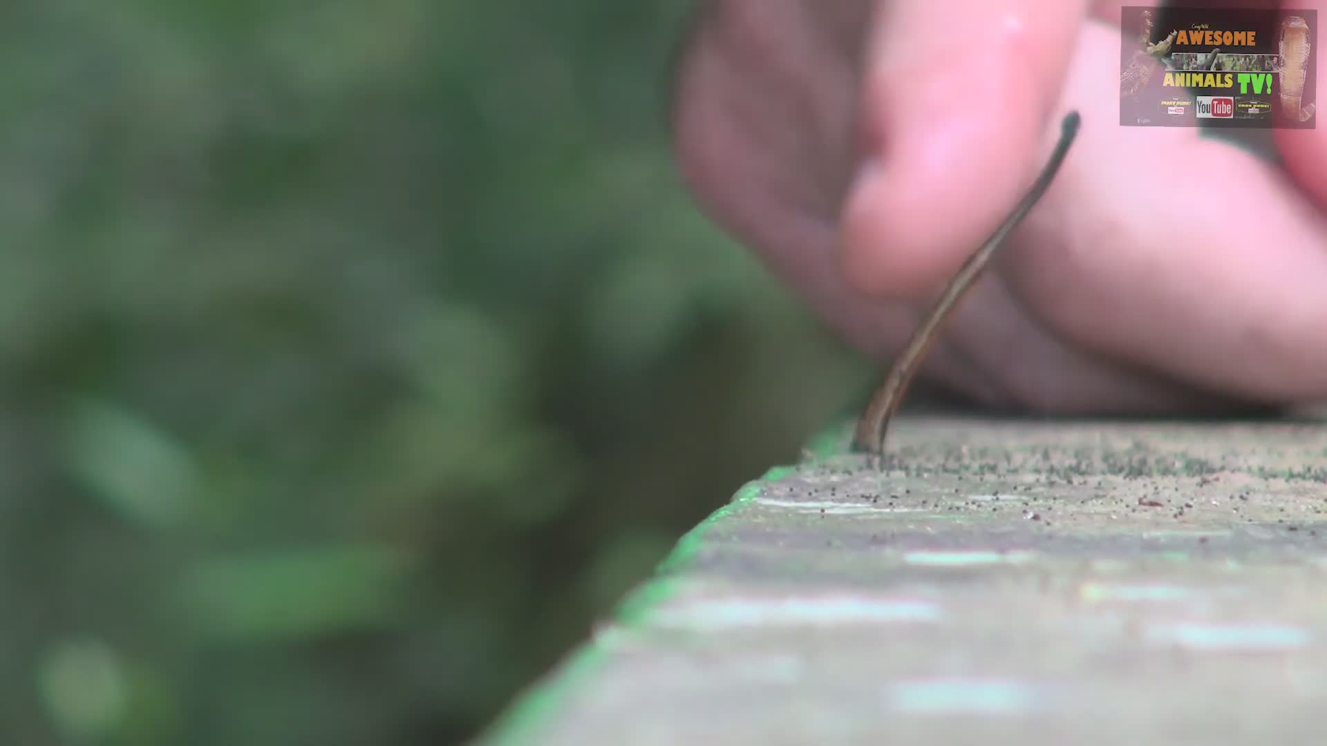 Dealing with painful leech bites and proper removal techniques in ...