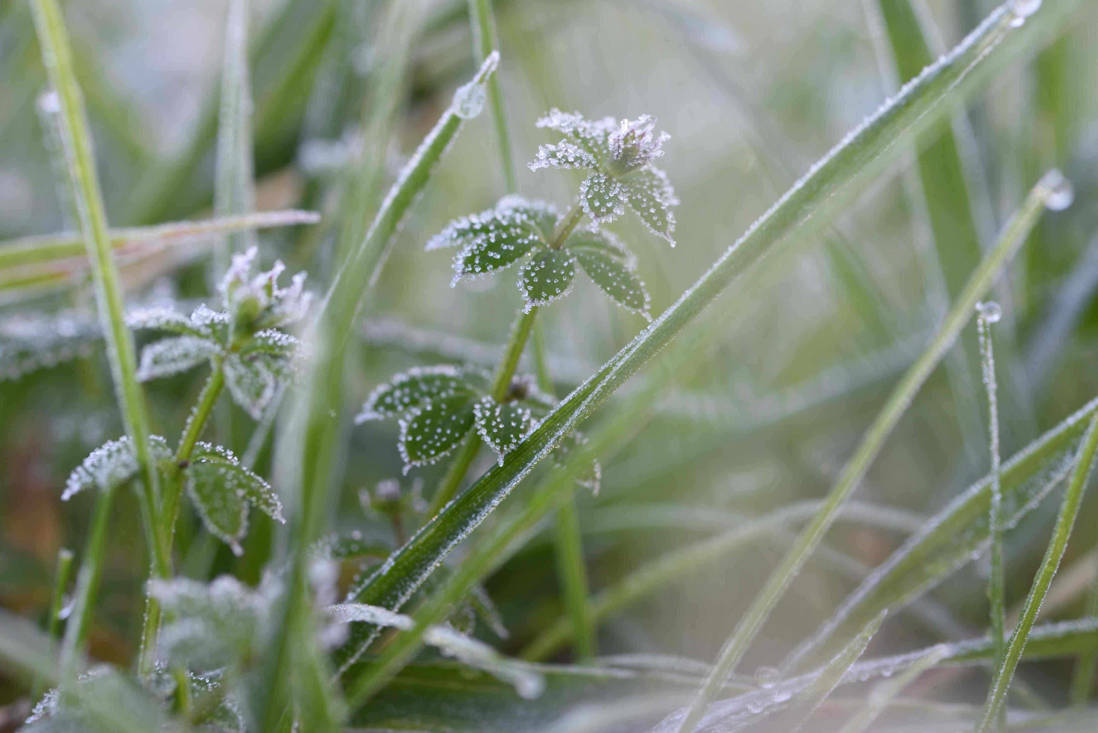 This is how gardeners know exactly when the last frost will hit their area