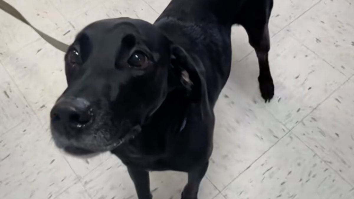 Dog returned to shelter a year after adoption: his heartbreaking ...