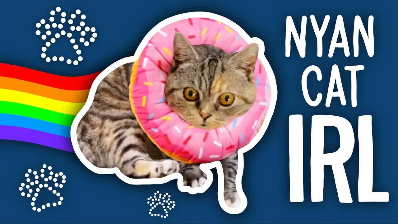 What happens when you turn a cat into Nyan Cat?
