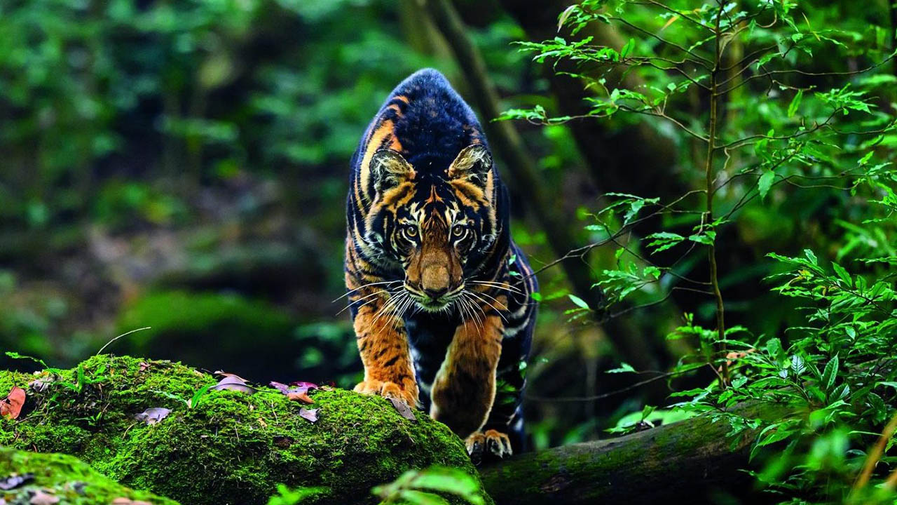 The black tiger of Similipal: The photo that made National Geographic ...