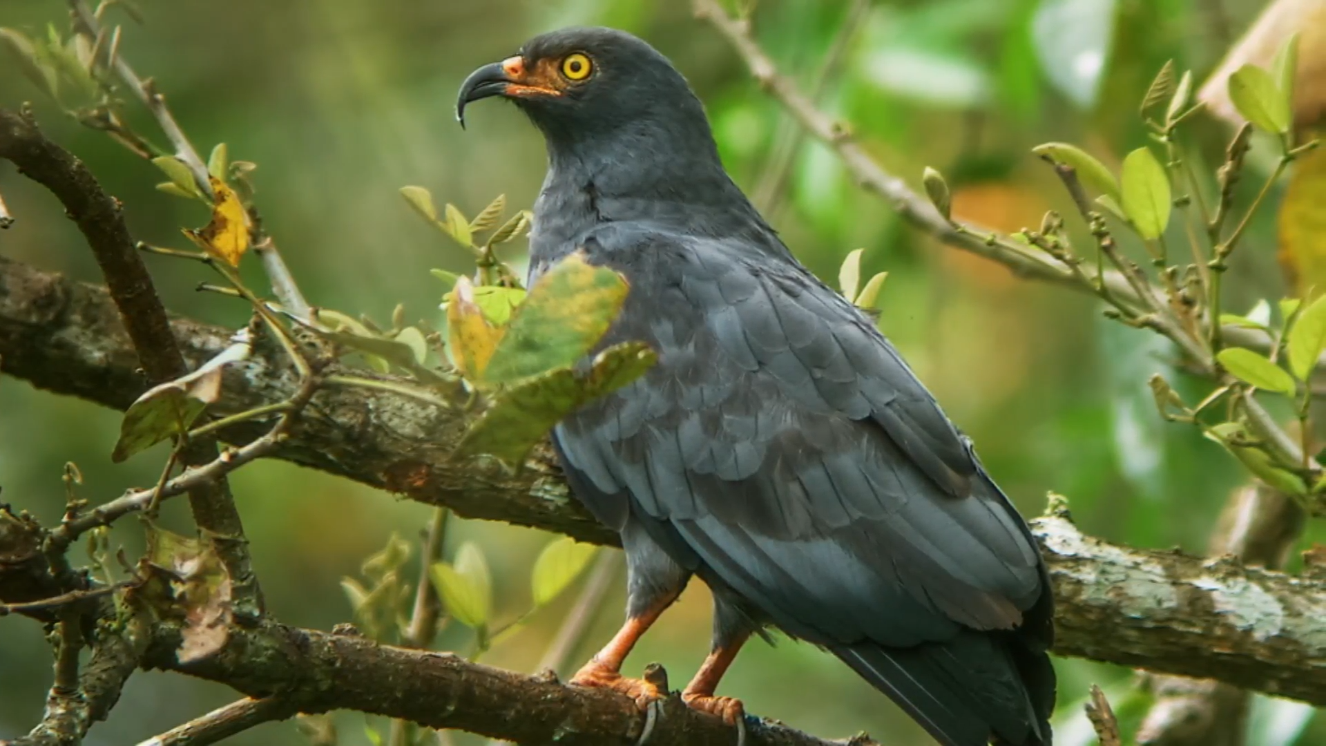 The raptor that eats almost nothing but snails