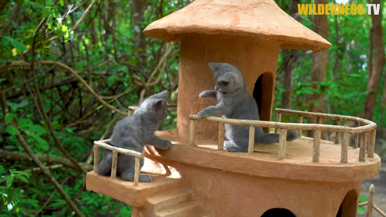 How a 'spider house' build went from a joke to a full cat fortress