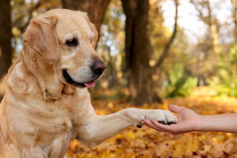 Dein Hund legt dir die Pfote auf? Das steckt tatsächlich dahinter