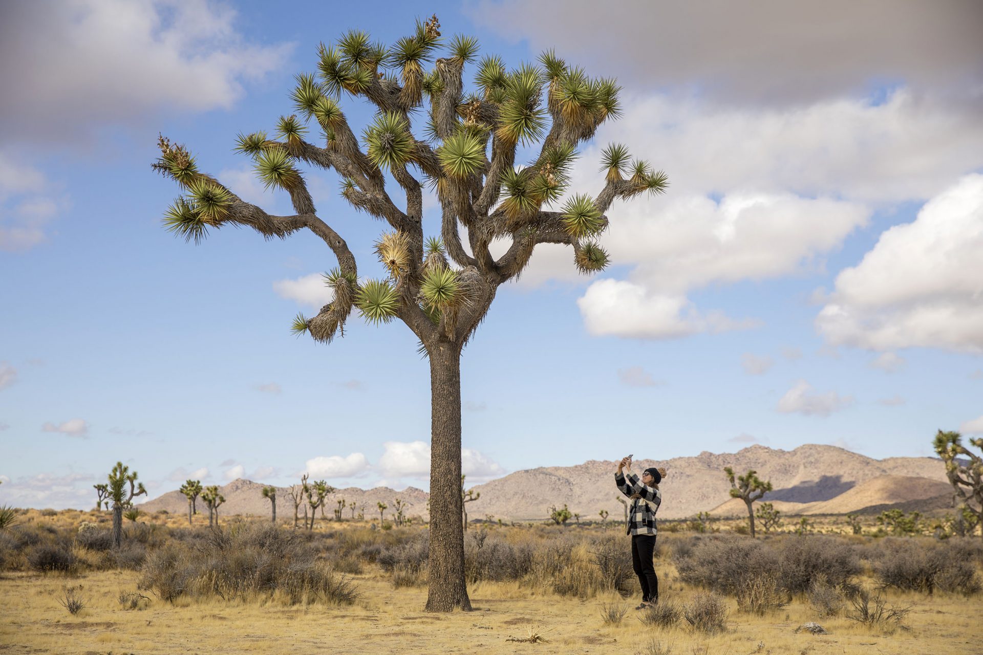 The iconic Joshua trees could face extinction due to climate change