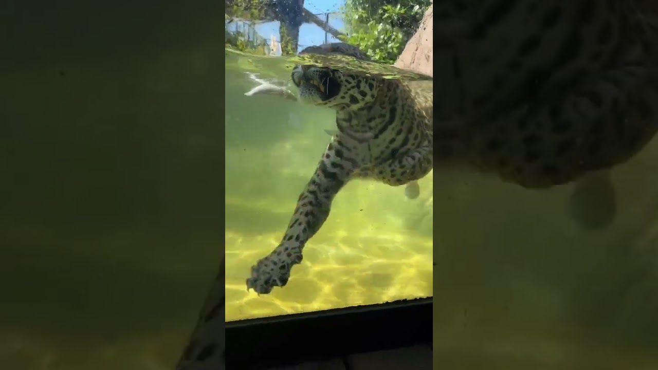 Watch fierce big cats swimming happily in the water