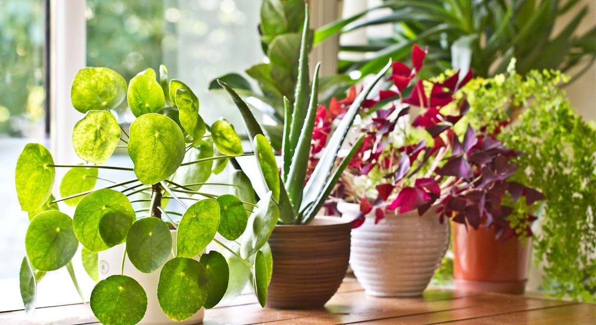 Cinco plantas que debes podar en febrero antes de que sea demasiado tarde