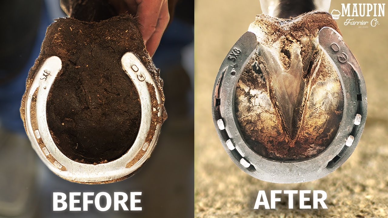You’ve never seen farrier work this satisfying