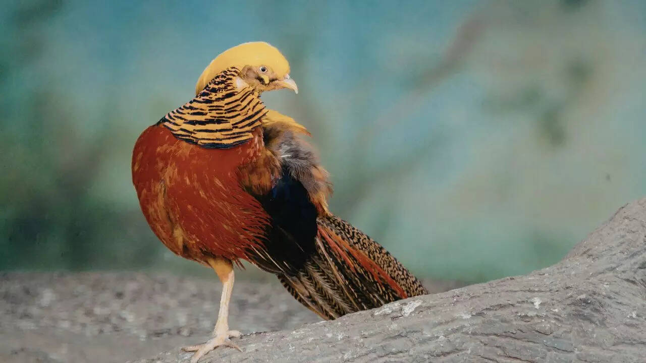 7 stunning colour-changing birds found around the world