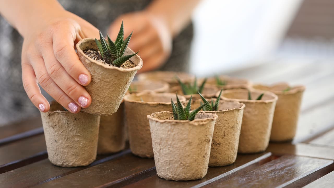 DIY home garden hack: Make eco-friendly pots from waste cardboard