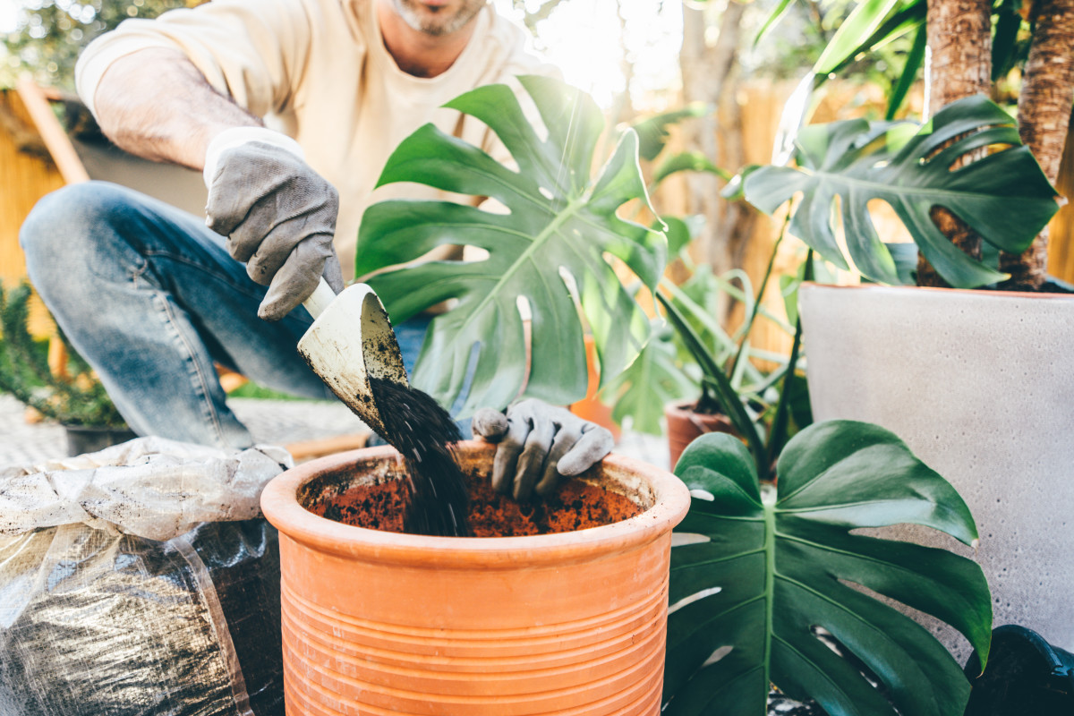 Houseplant experts say now is the worst time to repot monstera—here's ...