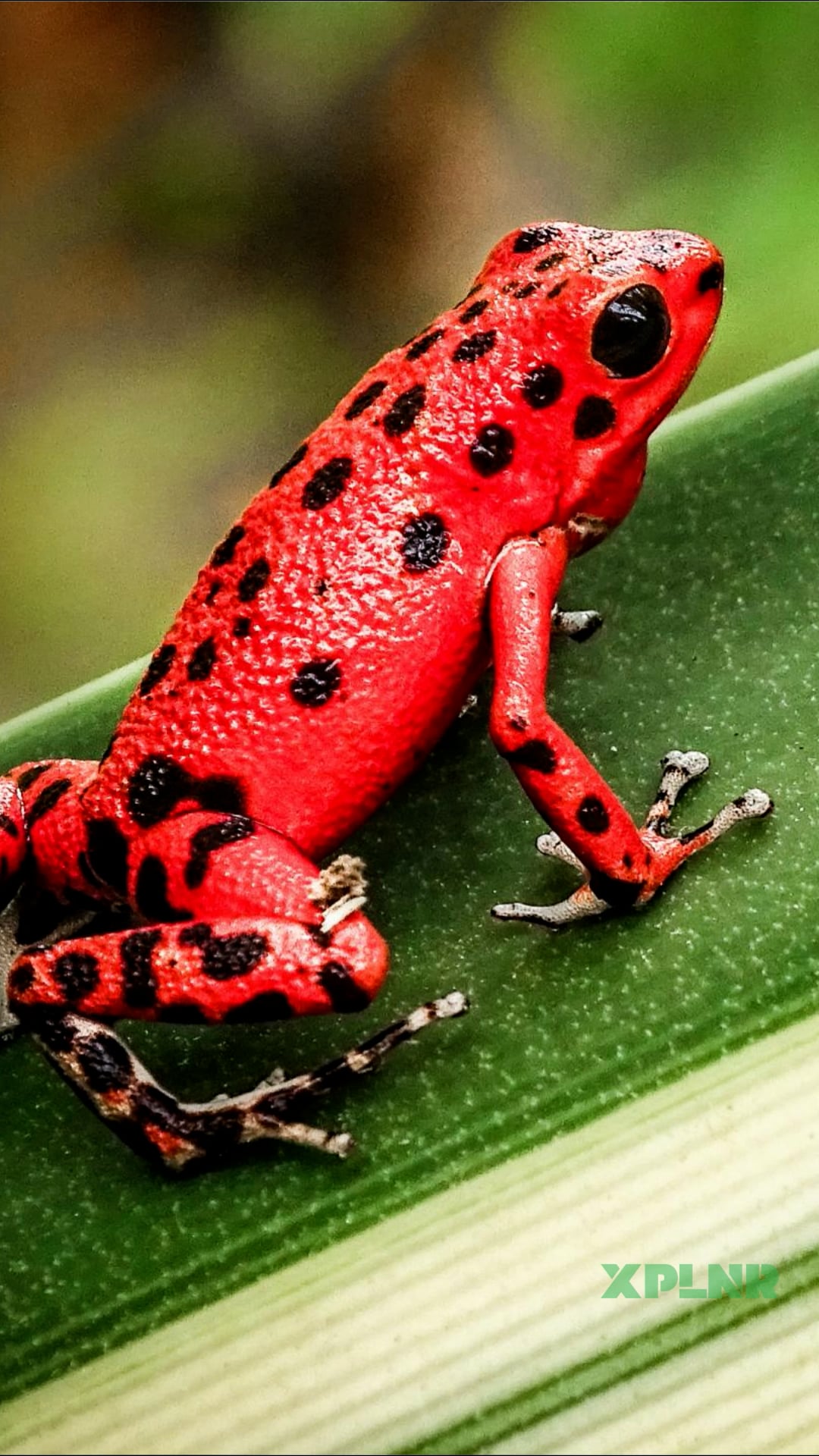 Why are certain frogs poisonous?