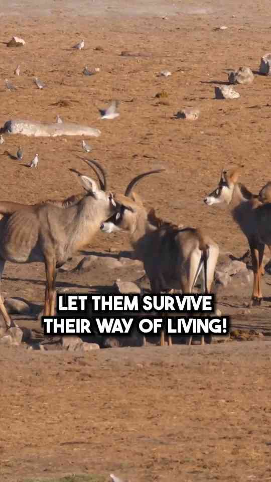 What is it like living with wild animals in Africa?