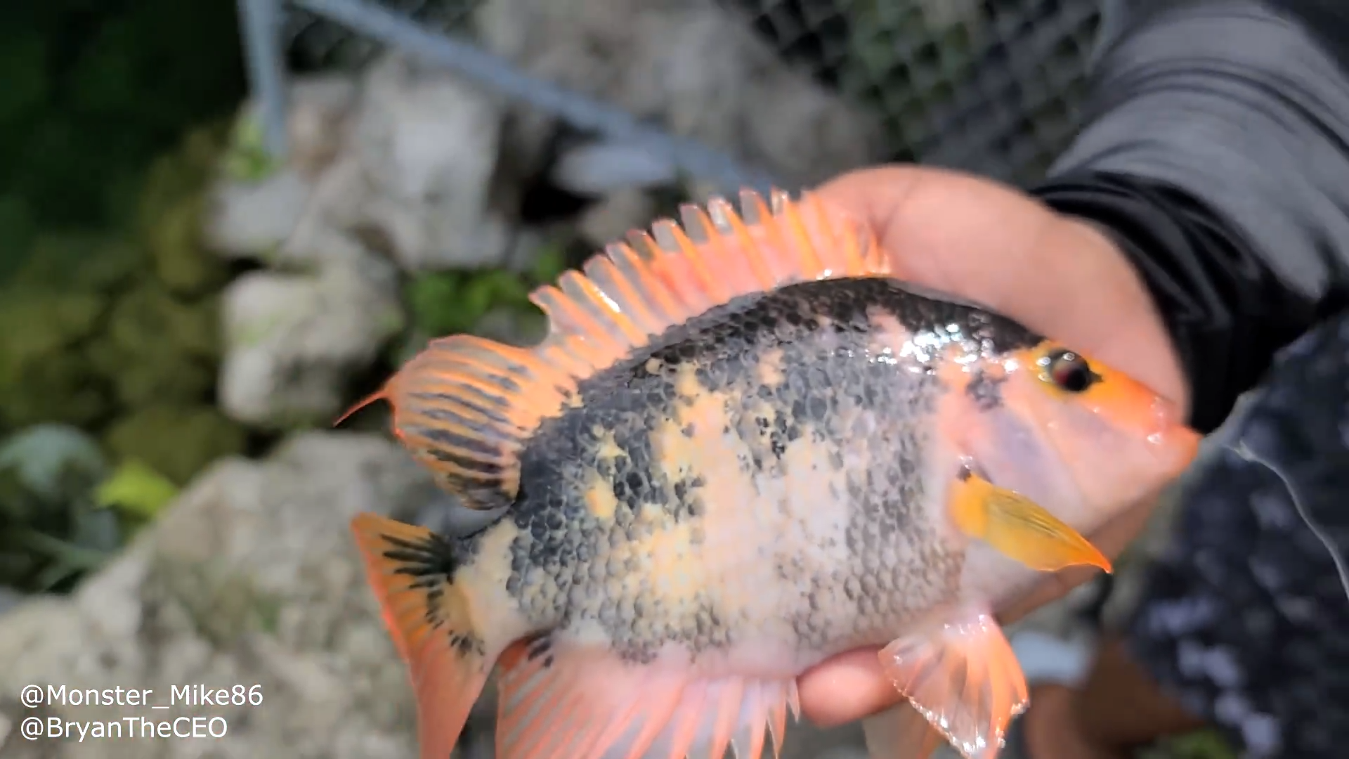 From freeze to release - creating a one-of-a-kind aquarium