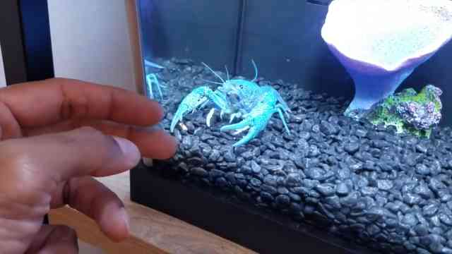 The world’s smallest blue lobster - gonna grow up delicious
