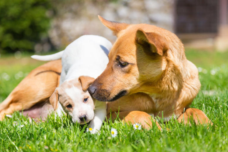 Vets warn about life-threatening illness in dogs—how to spot it