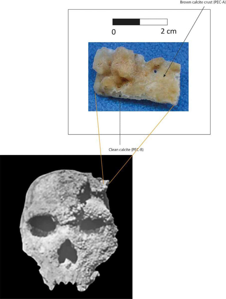 A 300,000-year-old ancient Greek skull was neither human nor ...