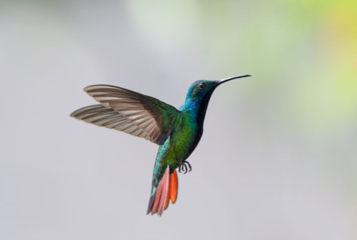 15 fascinating facts about hummingbirds you didn't know