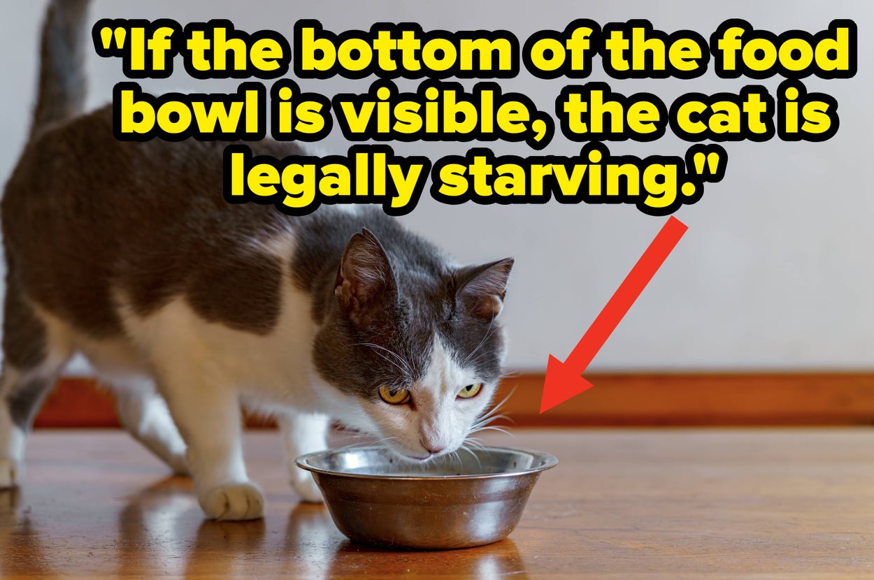 Cat owners are sharing the silliest rules their cats enforce on the ...