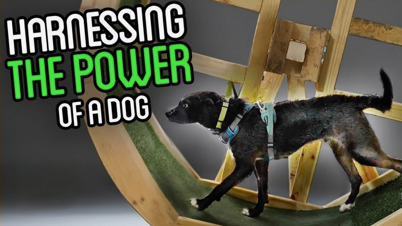 Recreating the role of working dogs in medieval craft production