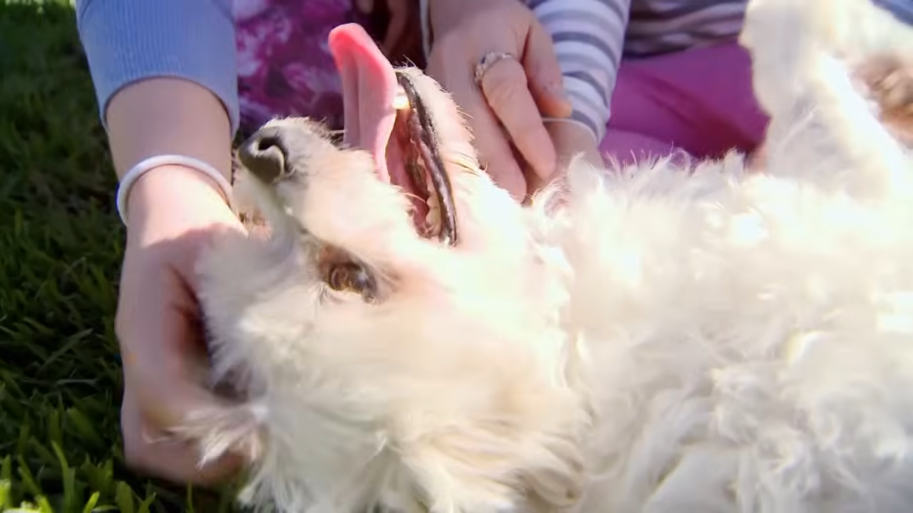 How the right family found the right puppy at the right time