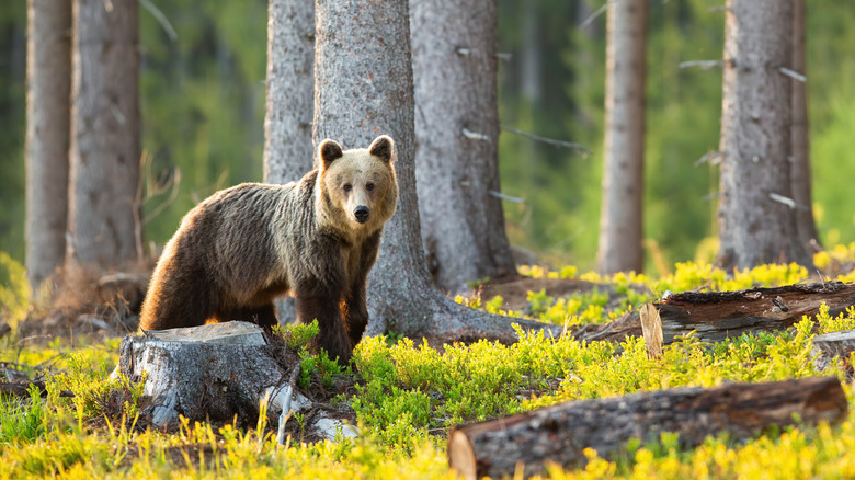 Safety tips to know before your next bear watching adventure
